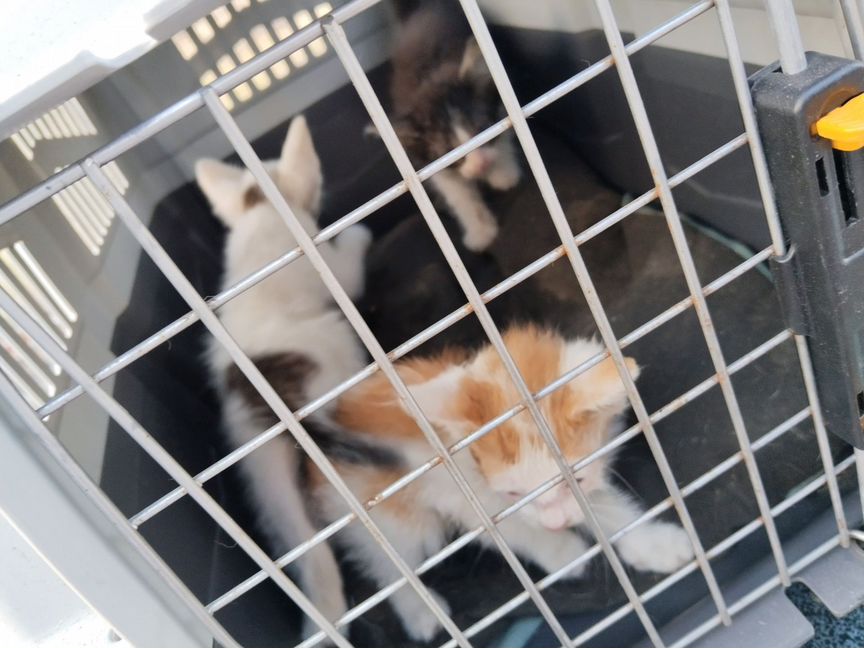 Котята найденыши