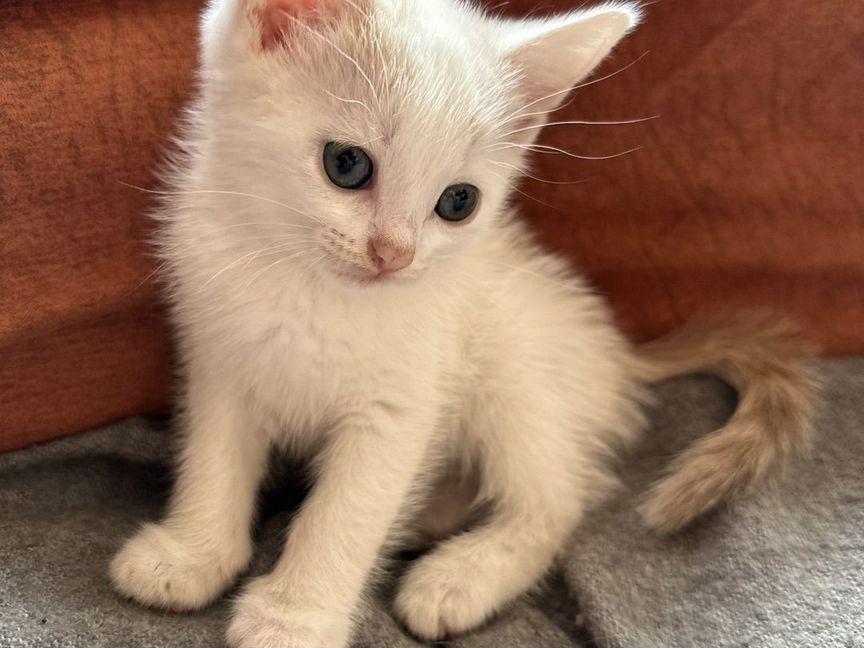 Котенок