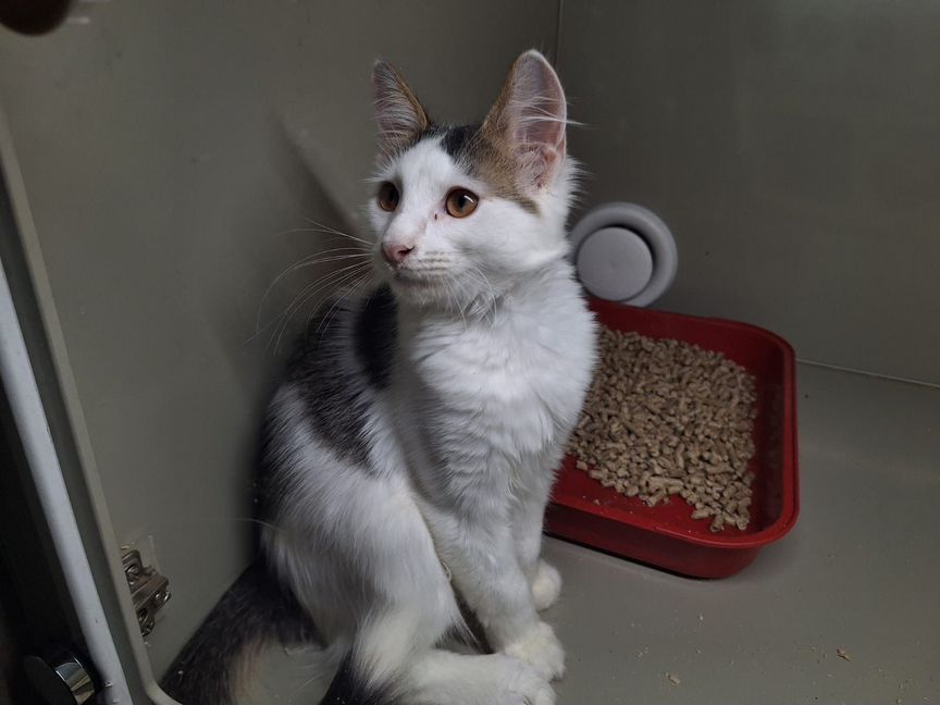 Котоподросток в дар