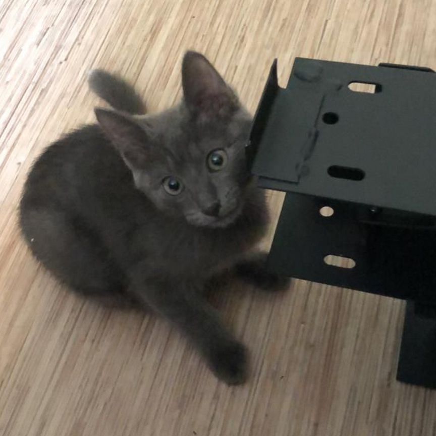 Отдадим котенка