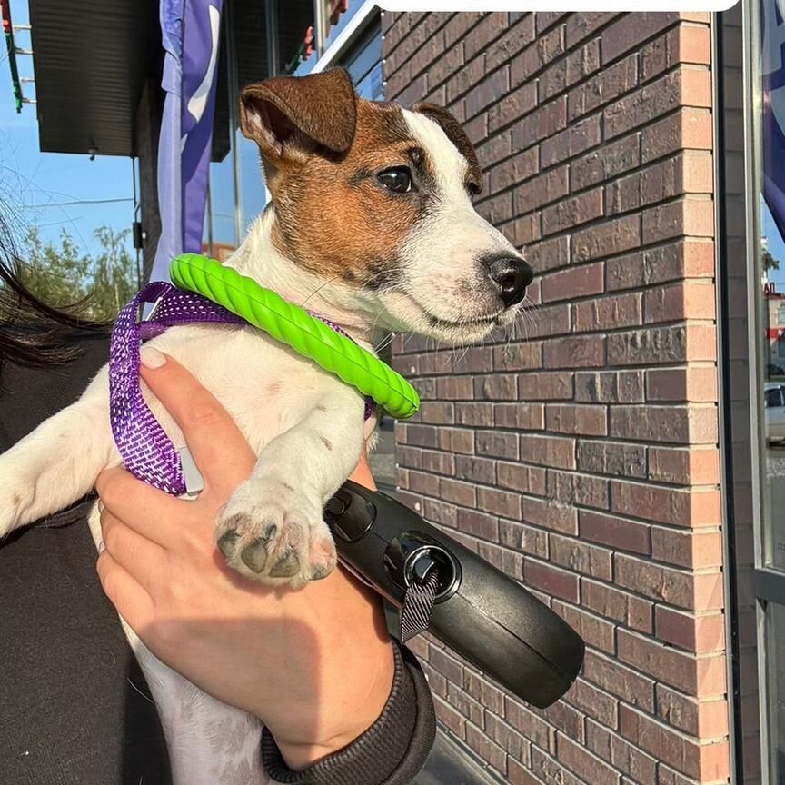 Джек рассел щенок