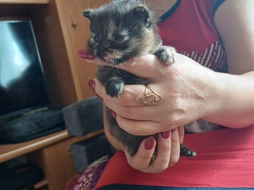 Котята в добрые руки бесплатно