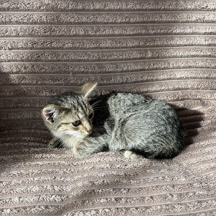 Котенок в добрые руки