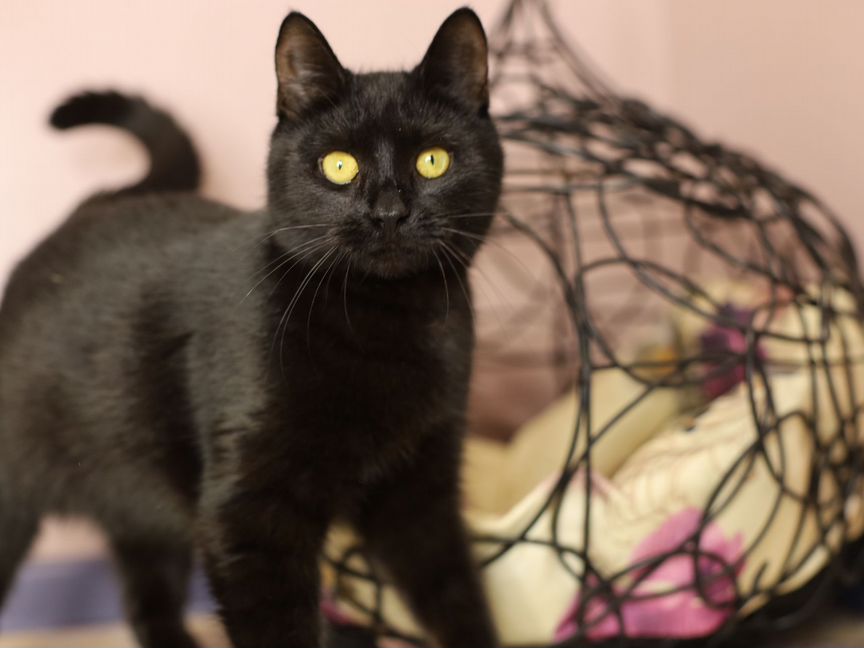 Чеоный котик Гарик в дар