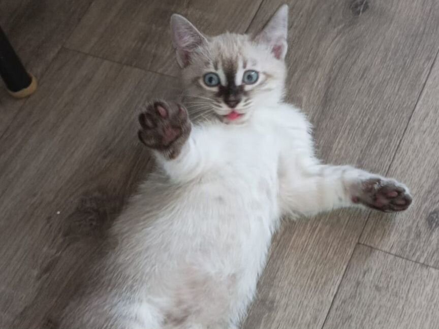 Отдам котенка в добрые руки