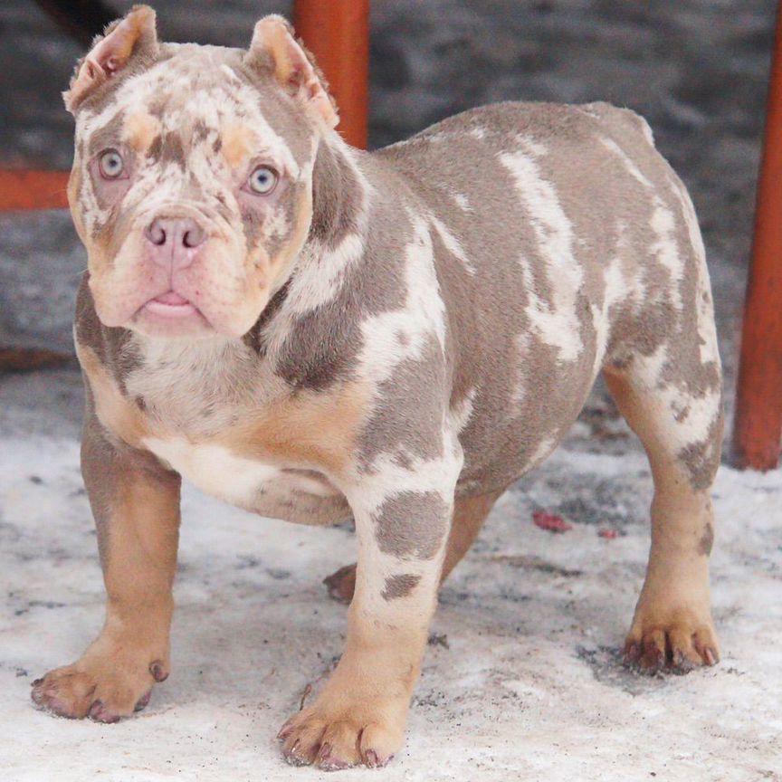 Американский булли, щенок