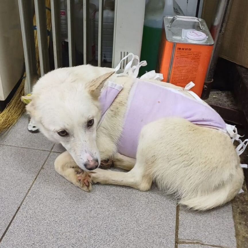 Маленькая нежная собачка