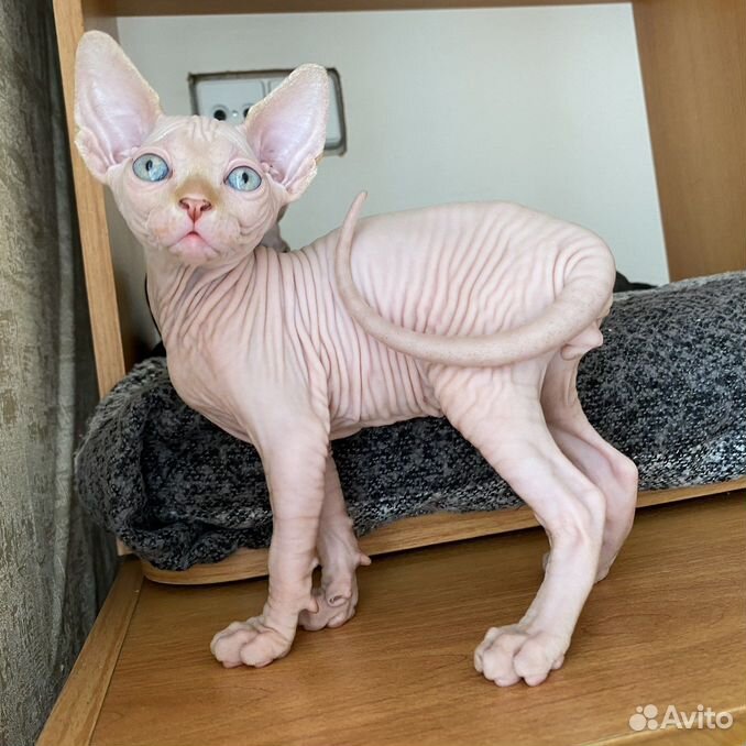 Пристраиваются котята сфинксы