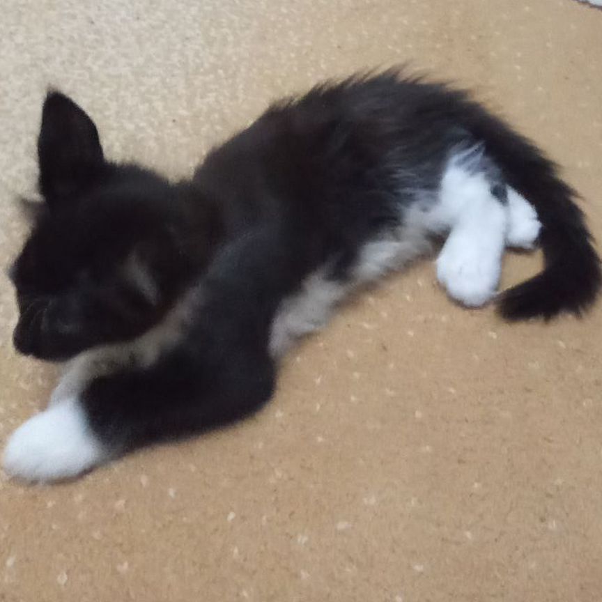 Котёнок в добрые руки