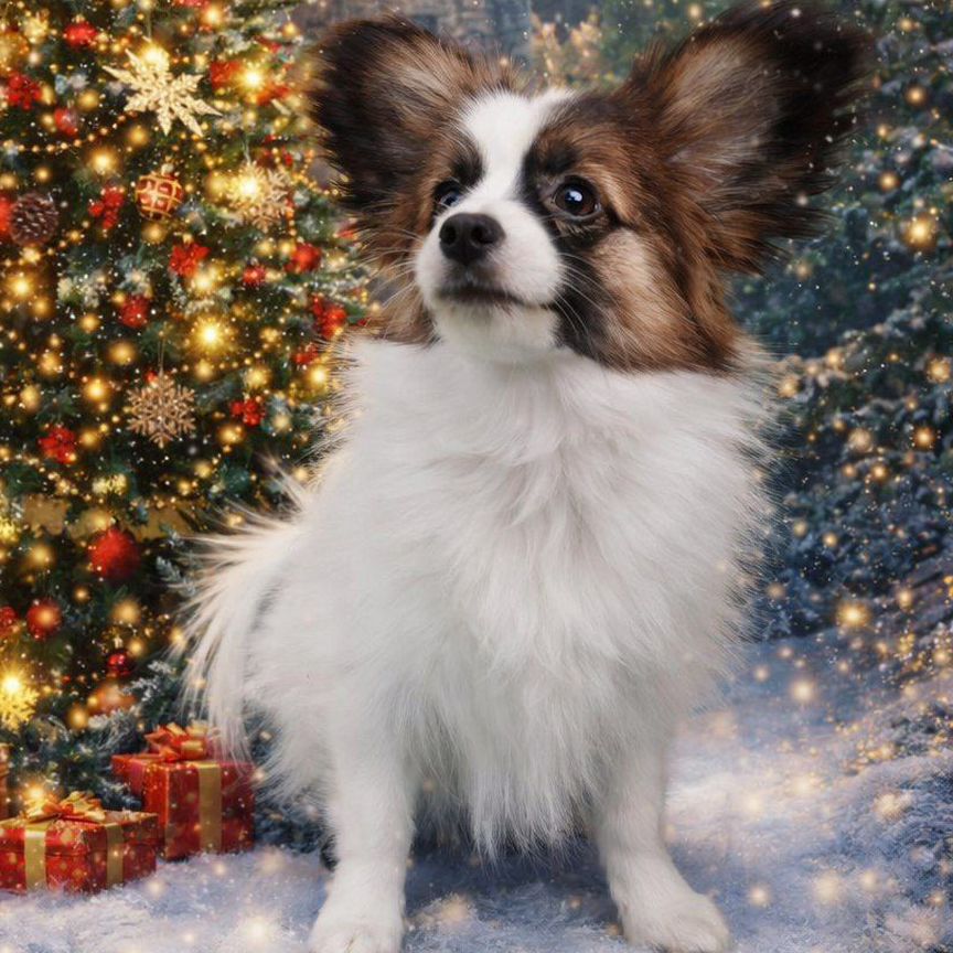 Континентальный той-спаниель папильон, щенок