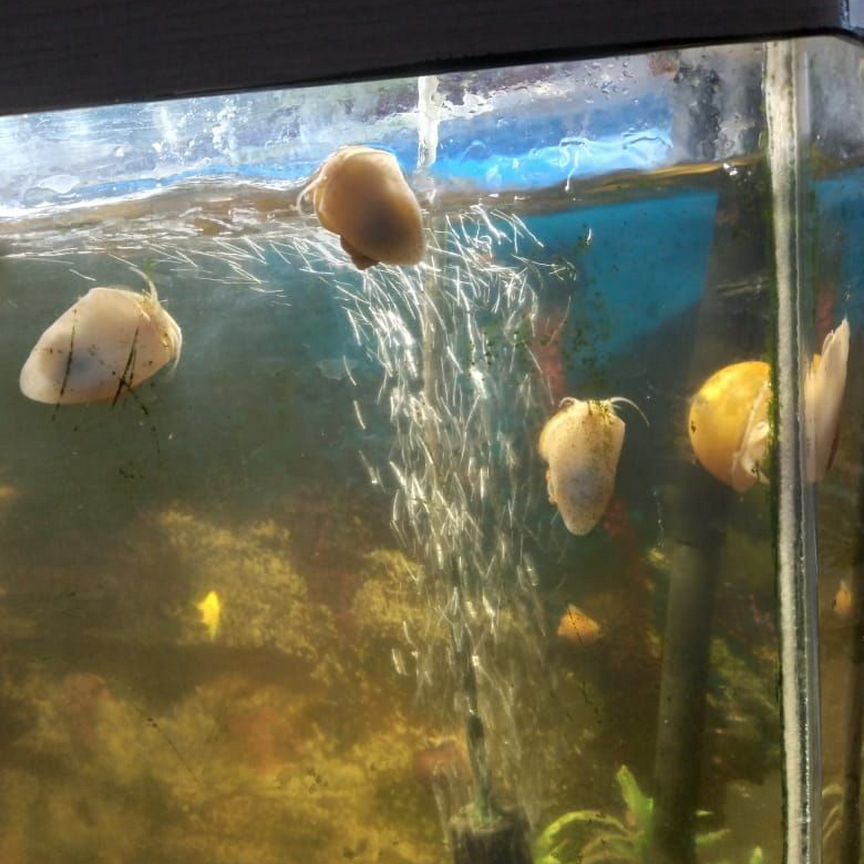 Улитки ампулярии бесплатно