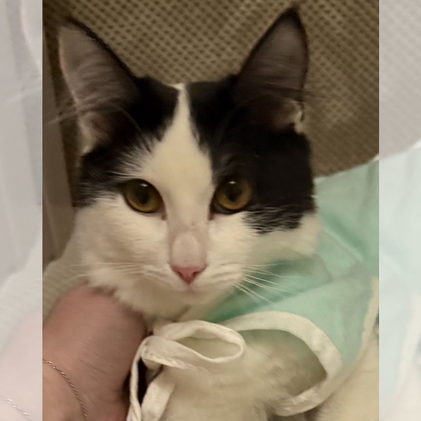 Анатолийский котёнок