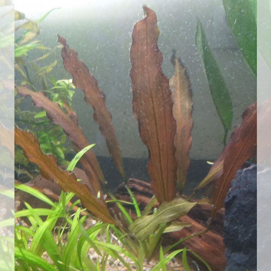 Эхинодорусы