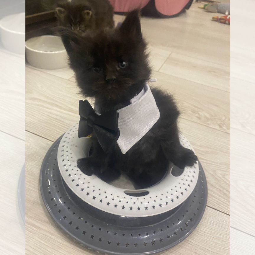 Мейн-кун котёнок