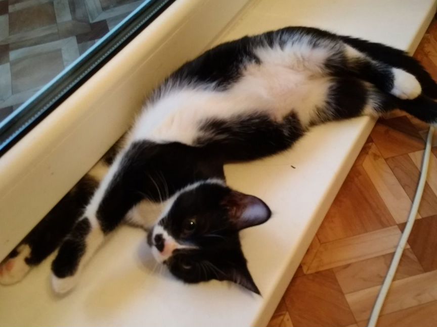 Котенок девочка бесплатно