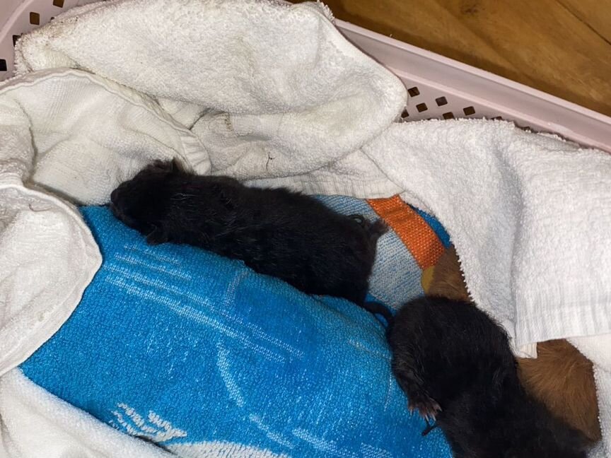 Ищем кормящую кошку