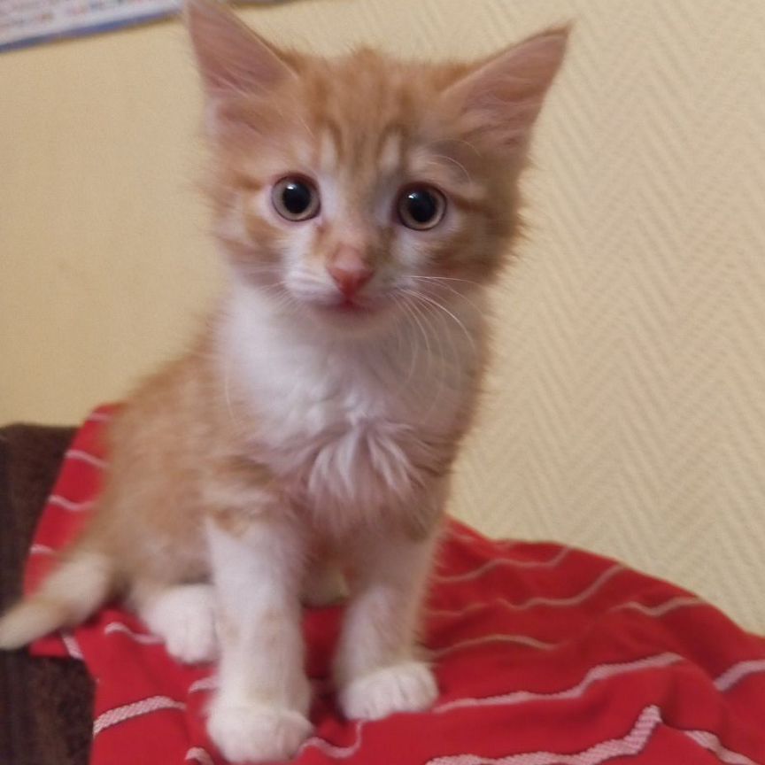 Котики бесплатно в добрые руки