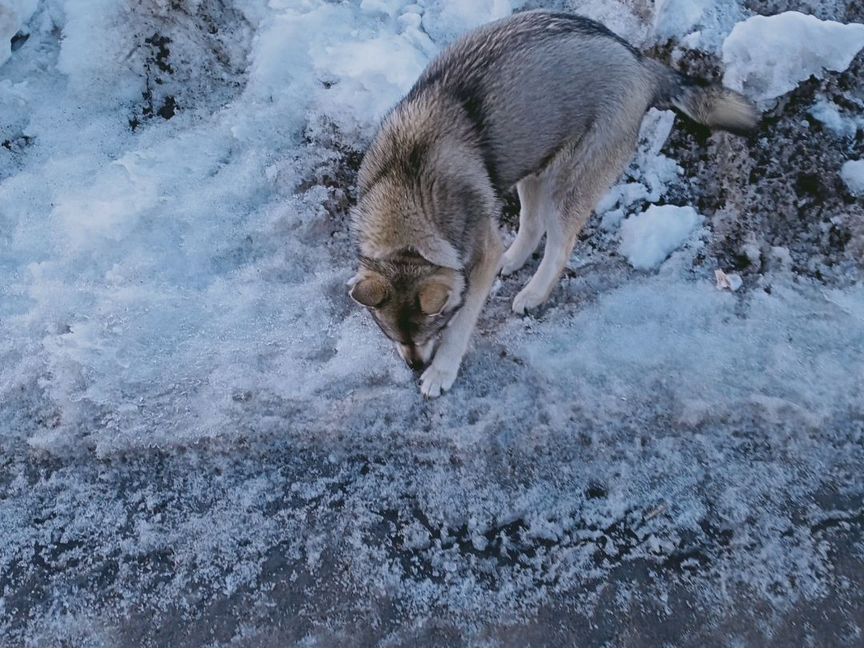 Отдам бесплатно в хорошие руки