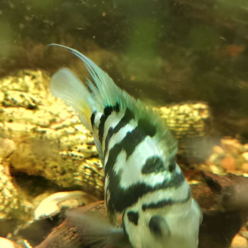 Клёвые рыбехи, Попугаи