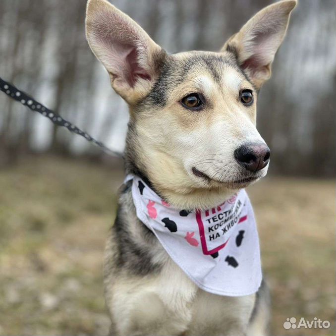 Щенок в добрыеруки