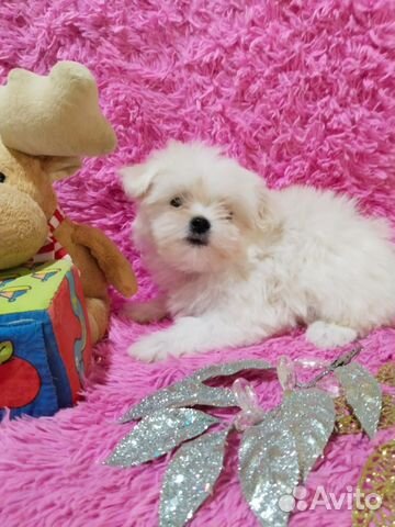 Мини девочка