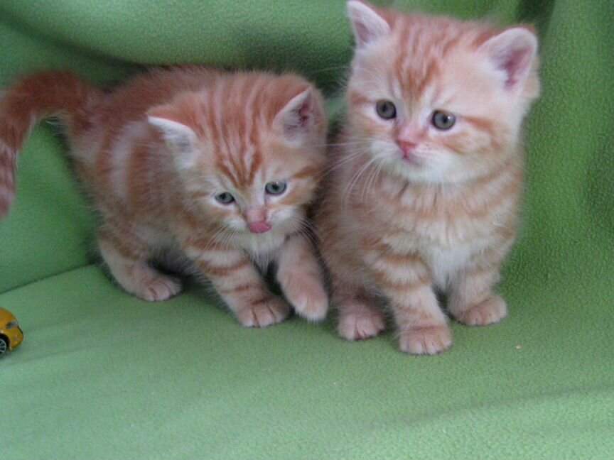 Котята красный мраморный