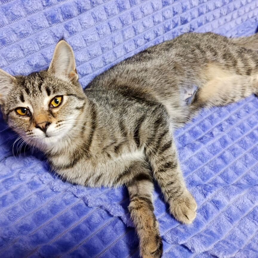 Шустрая котенок-подросток Муся в дар