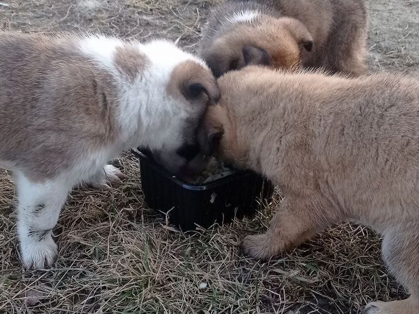 Щенки