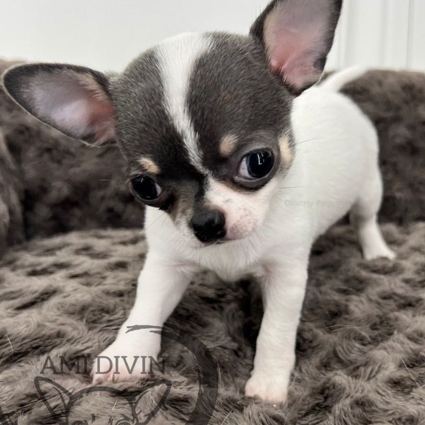 Чихуахуа миниатюрная девочка. Документы РКФ