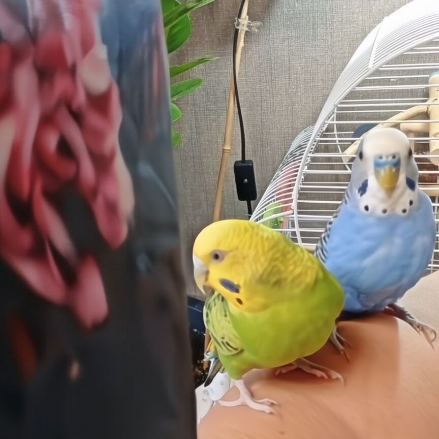 Ручные волнистые попугаи