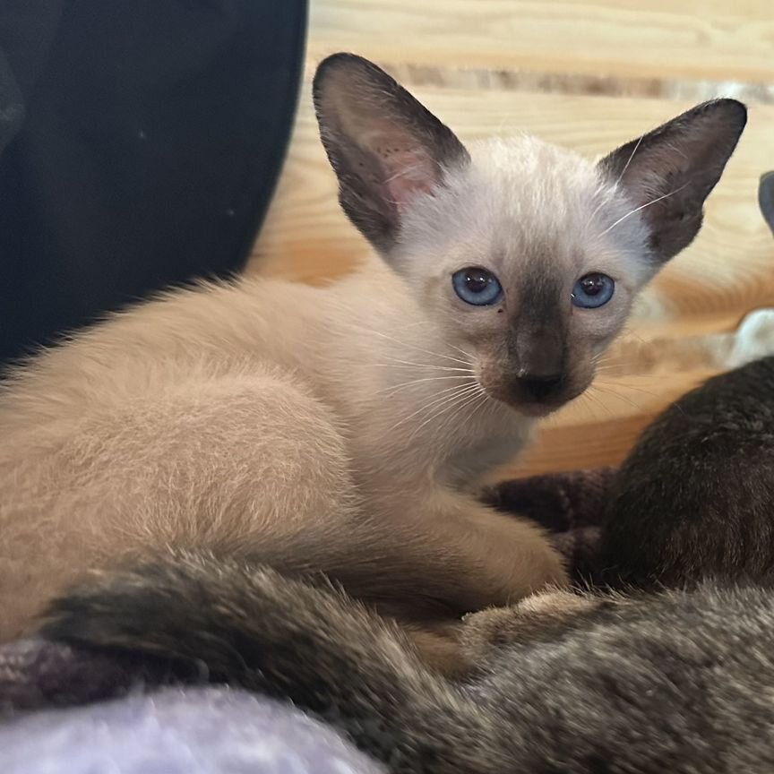 Ориентальные котята