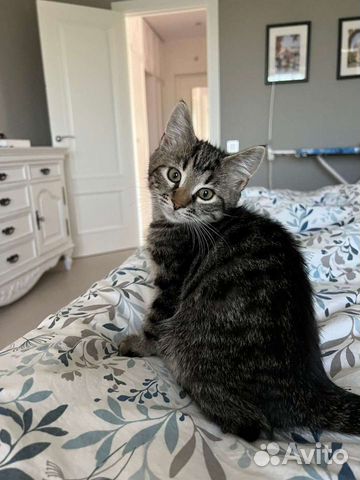 Котенок Боб ищет дом