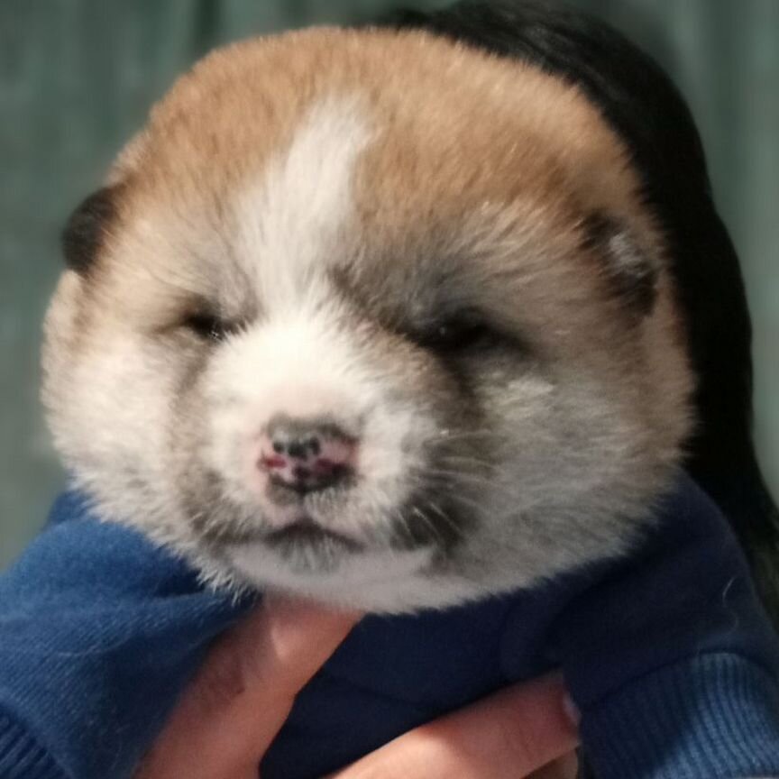 Акита-ину, щенок