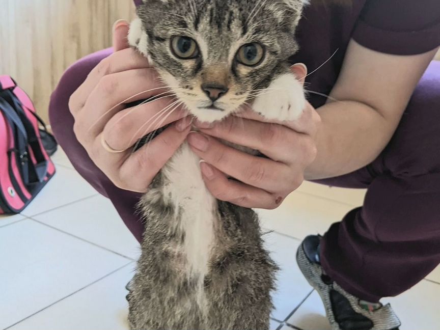 Котенок Малыш, ему 3-4 месяца