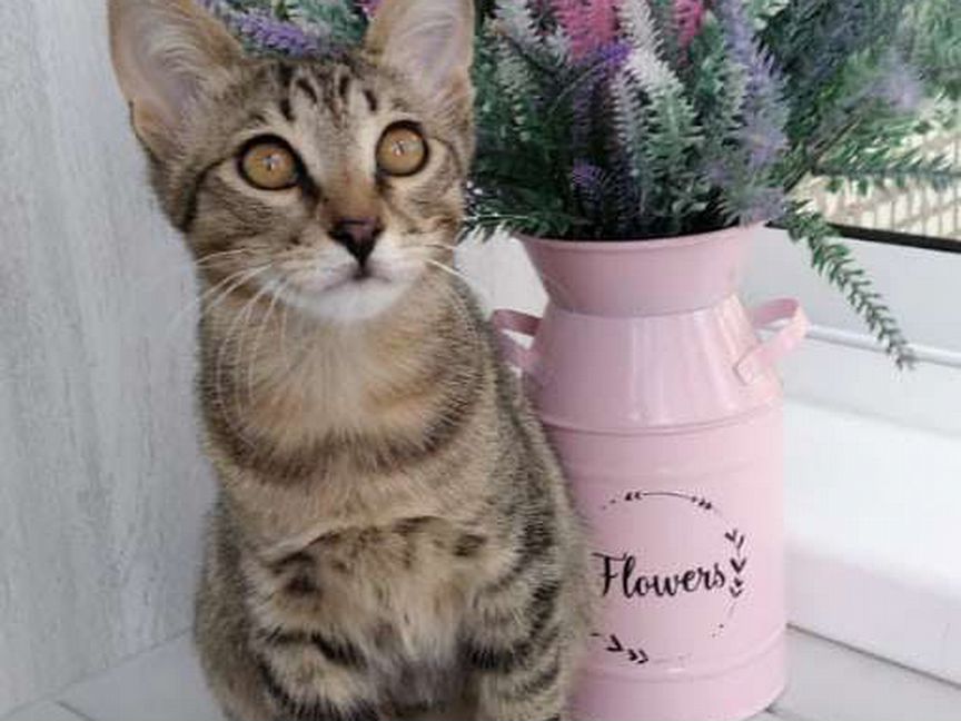 Шикарный котенок Шпротик., 3,5 месяца