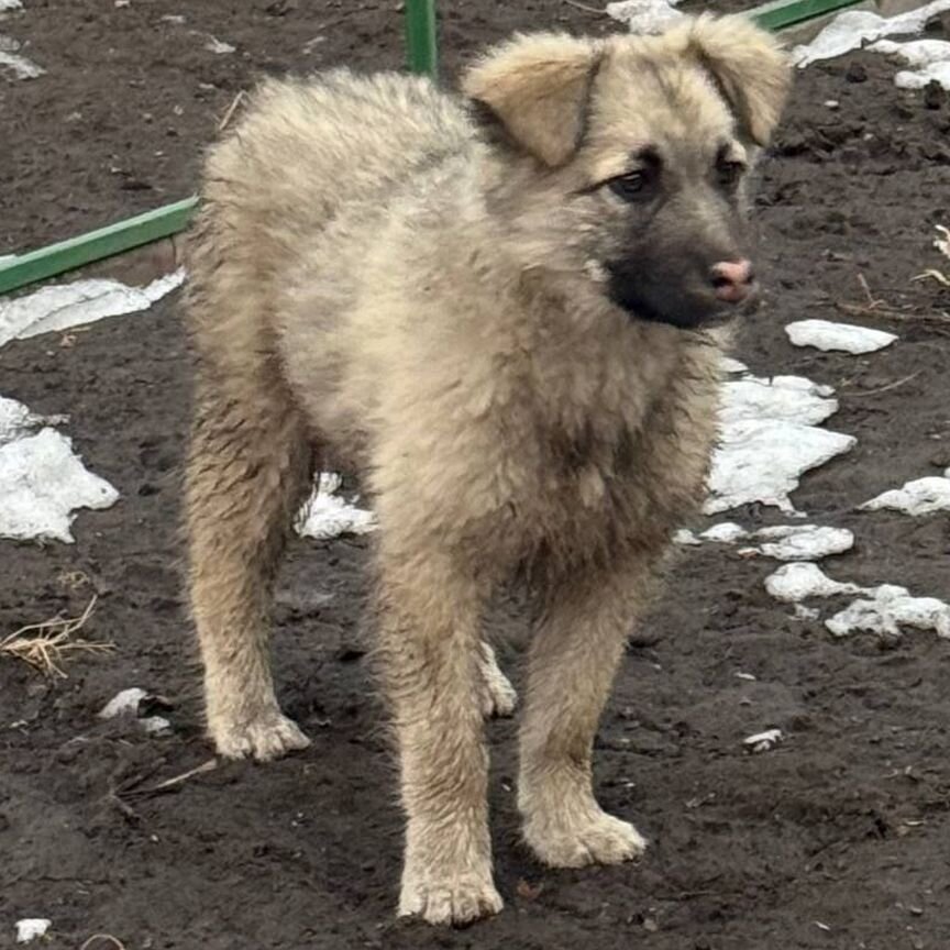 Щенок в добрые руки