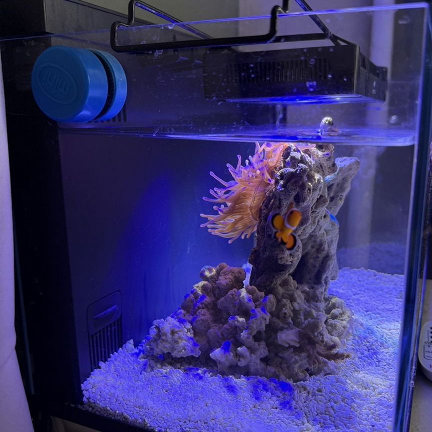 Морские мини аквариумы