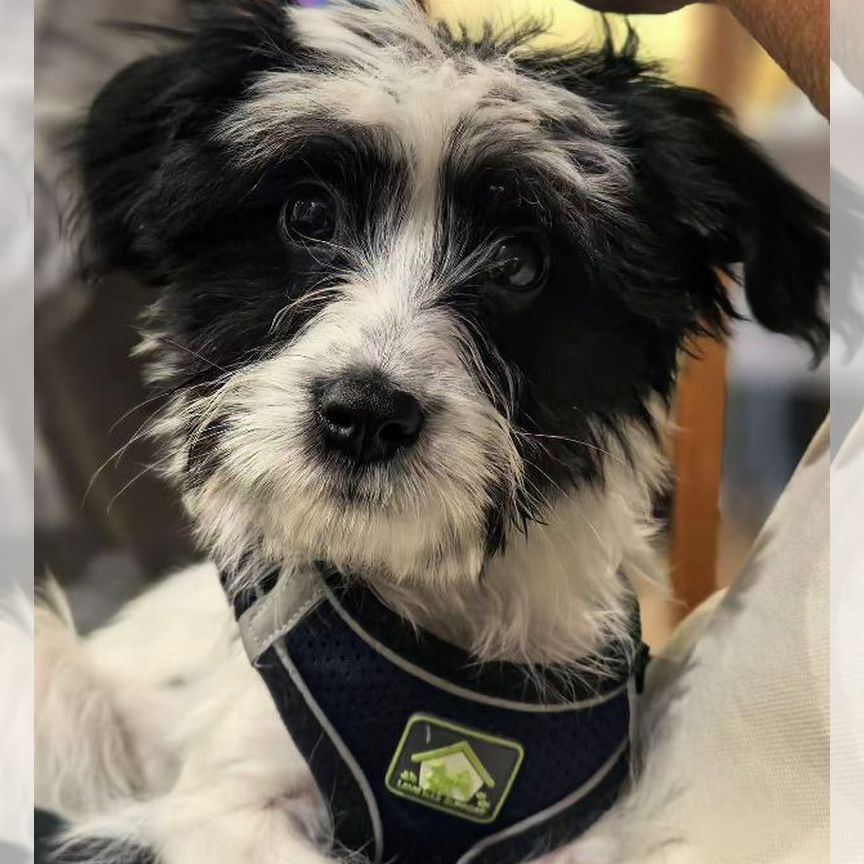 Йоркширский терьер, щенок