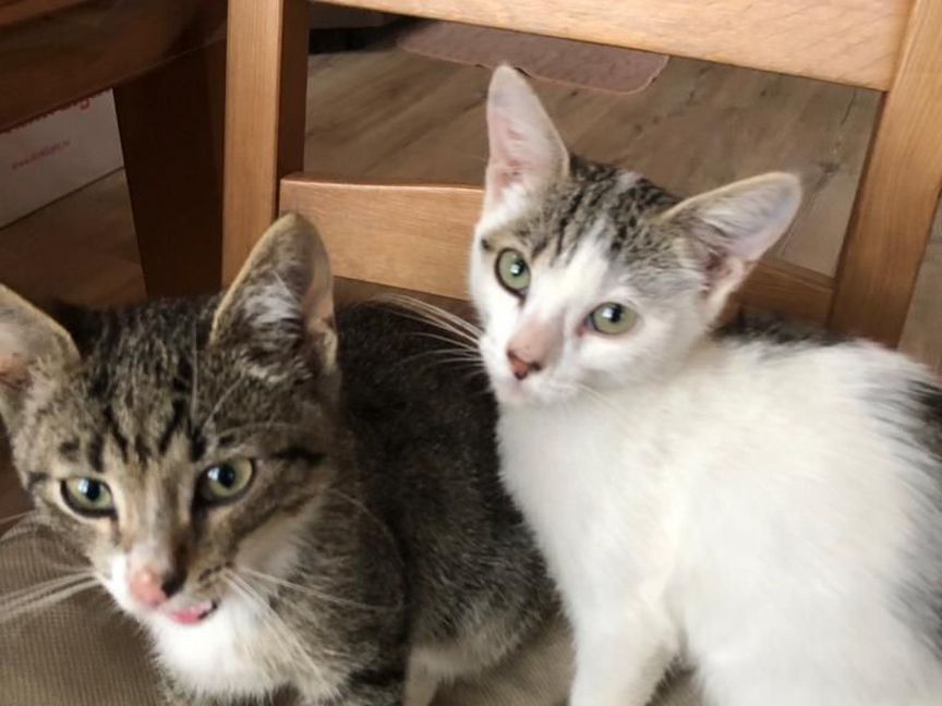 Котенки на улице