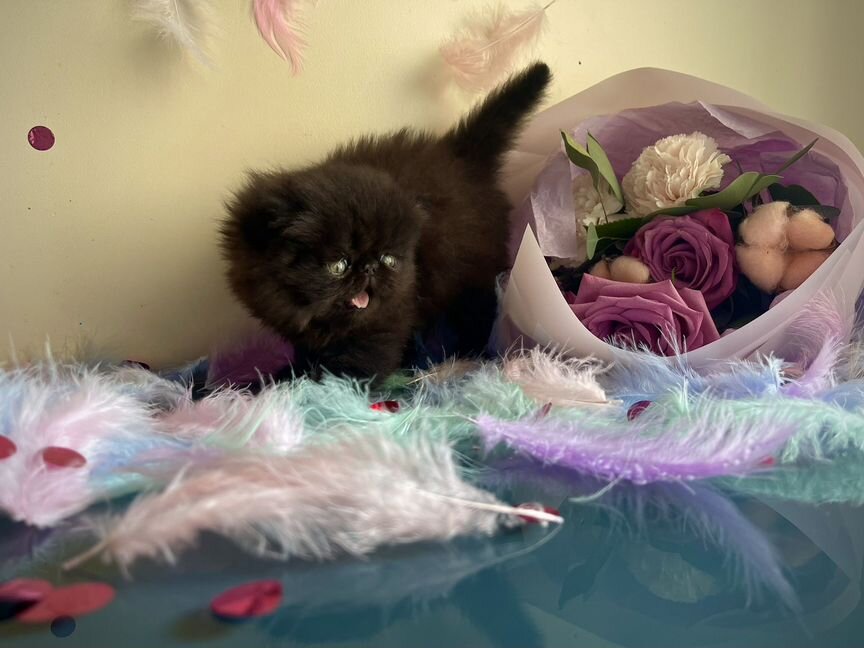 Персидский котенок