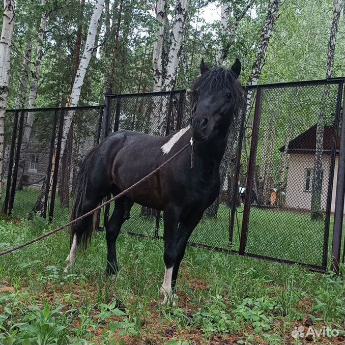 Продам жеребца шетленский пони