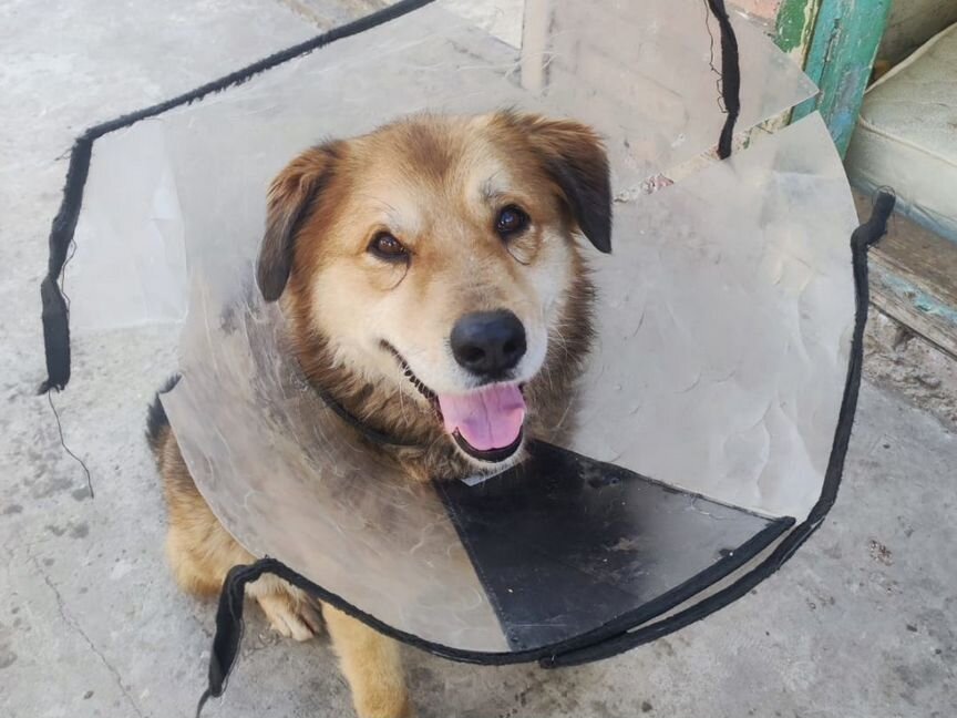 Чудесный Михаил ищет дом