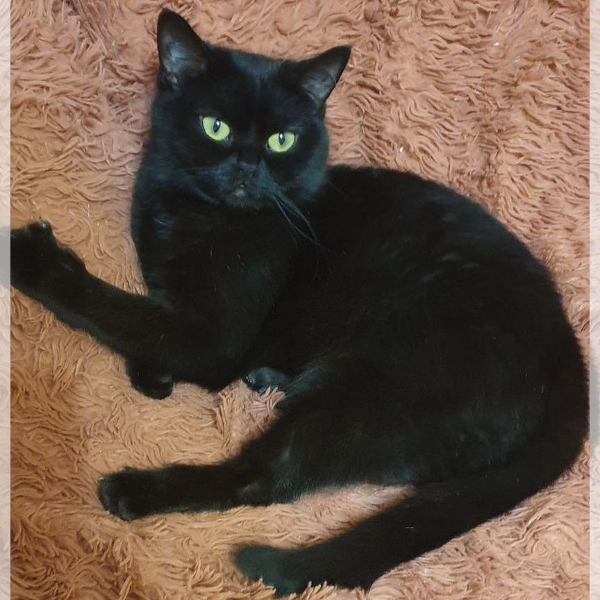 Ищем вислоухого котика для вязки