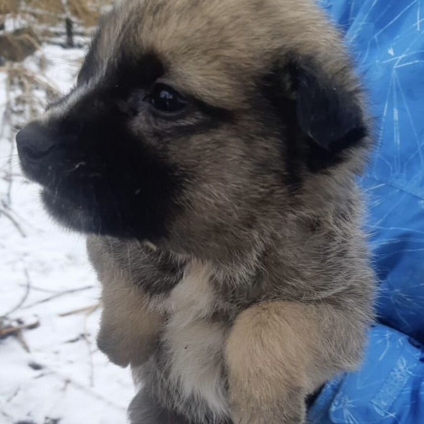 Щенок бесплатно