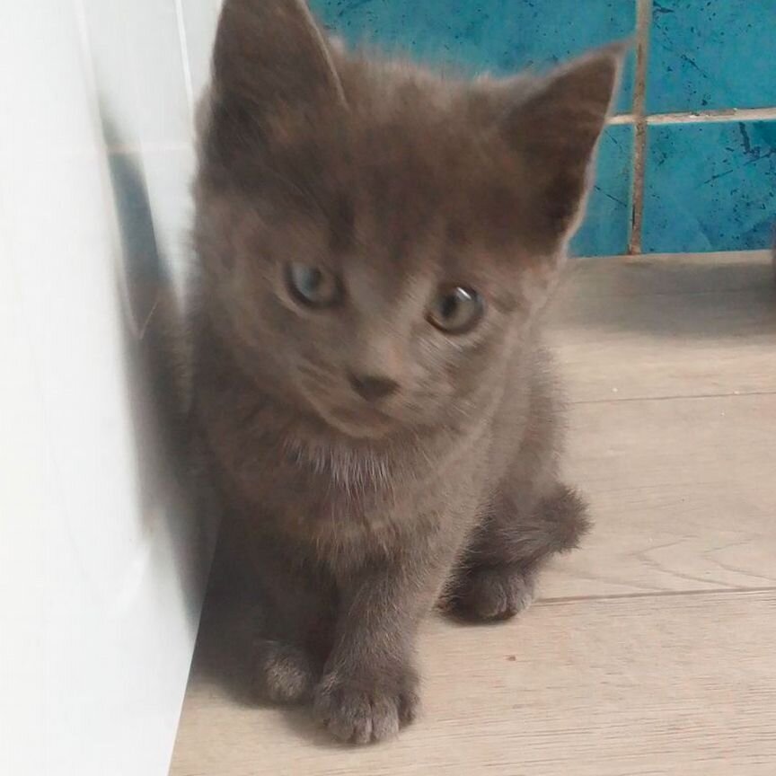 Котята в добрые руки, 1 мальчик 2 девочки