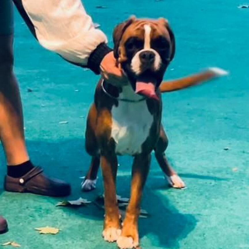 Боксер, рыжая сука, Москва