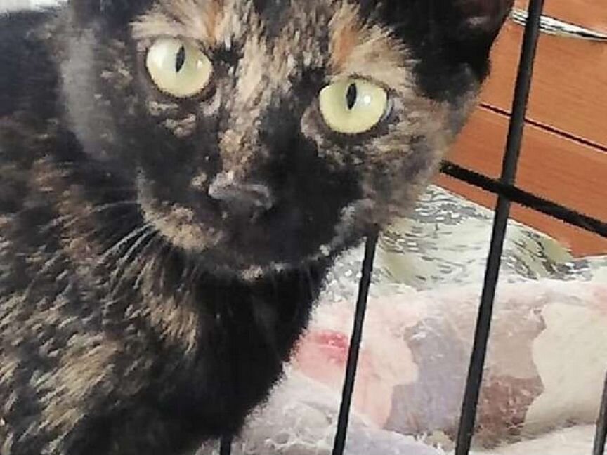 Кошка Мальва