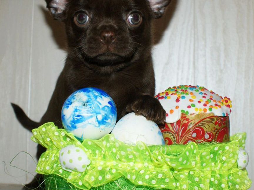 Чихуахуа шоколадный малыш