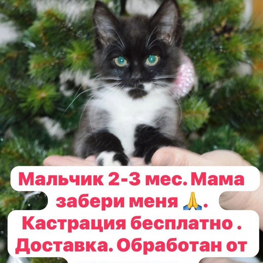 Котик ищет дом