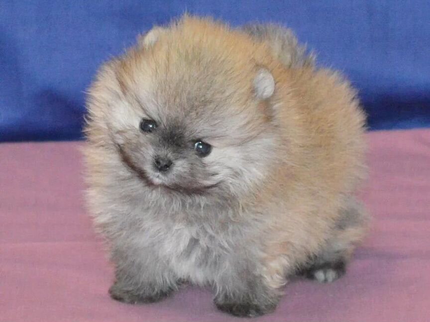 Карманный шпиц